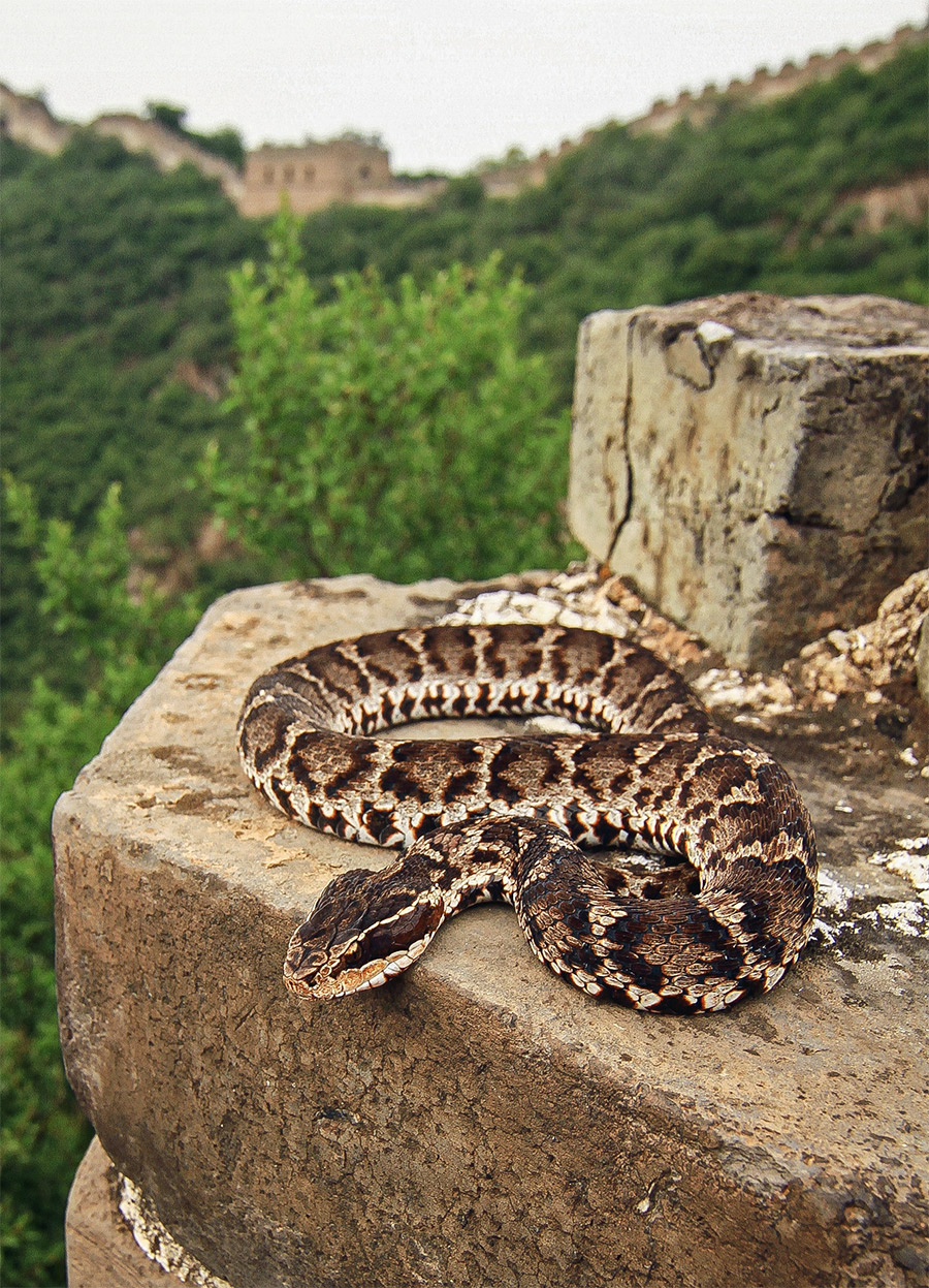 Image Gallery - Beijing Herps.