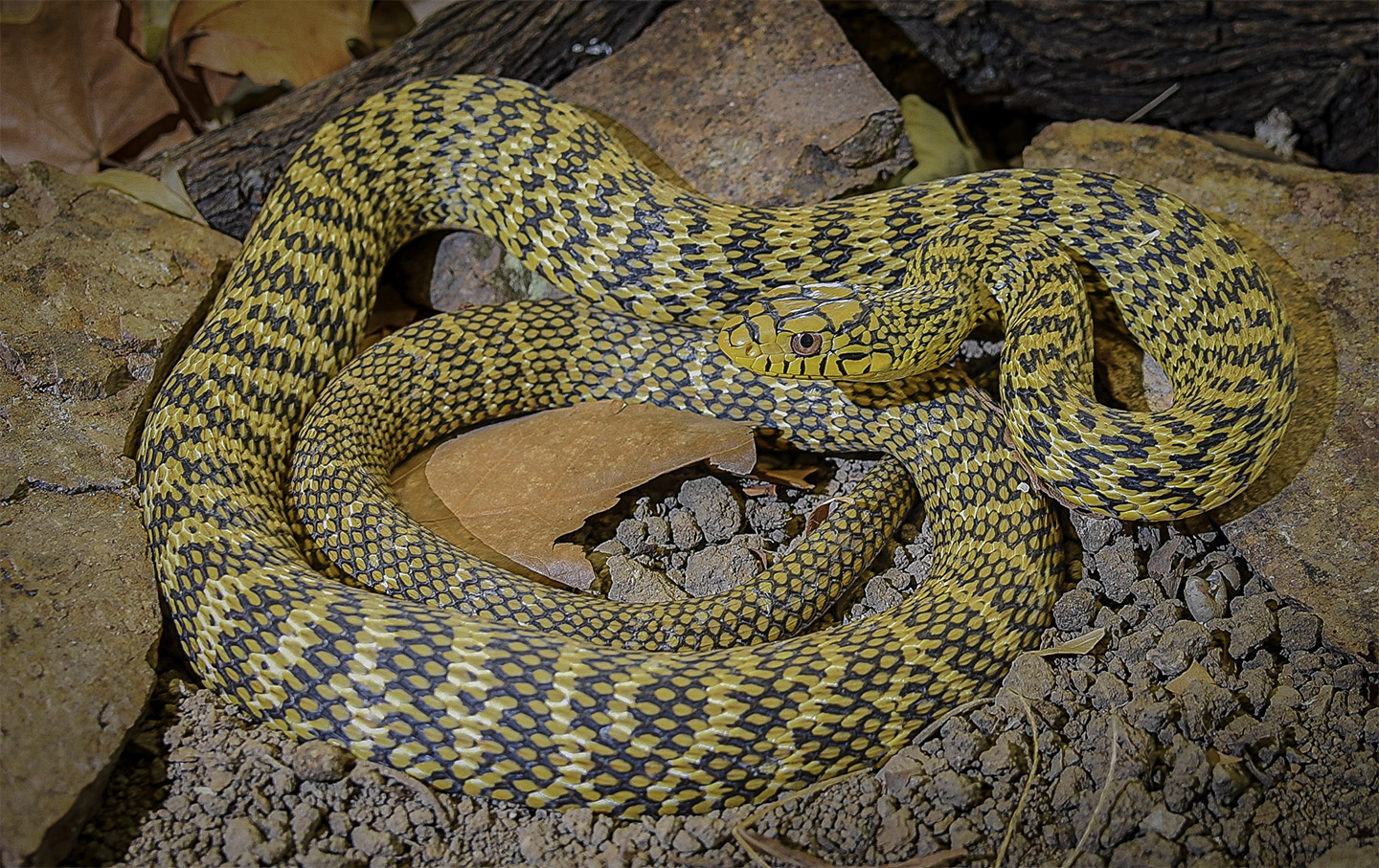 Beijing Herps.